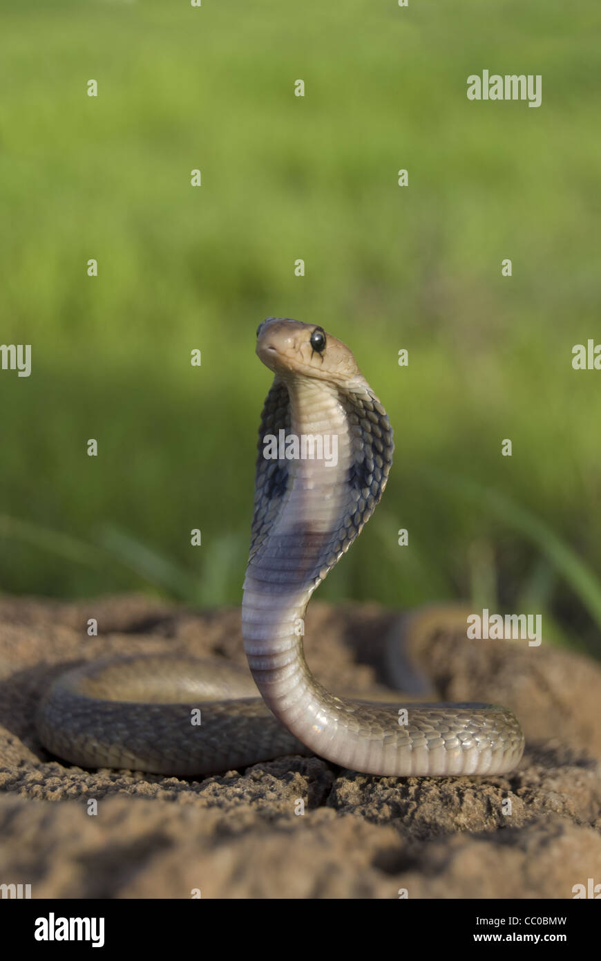 Common cobra indian cobra naja hi-res stock photography and images - Alamy