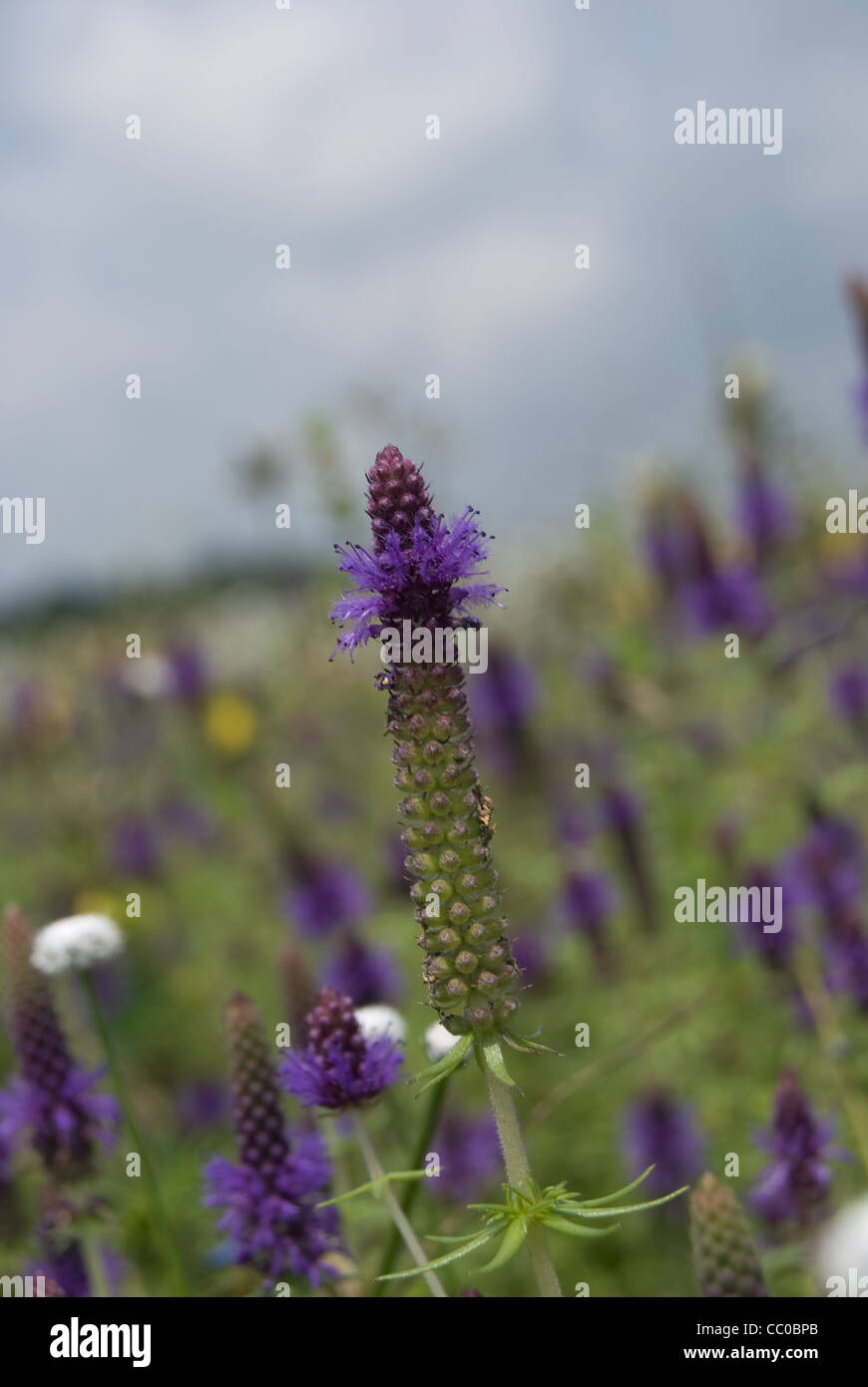 Manjiri hi-res stock photography and images - Alamy