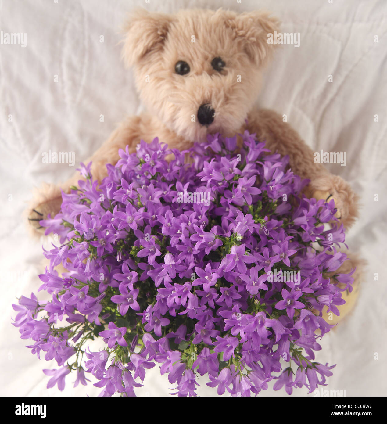 generic teddy bear with abundant bellflowers Stock Photo - Alamy