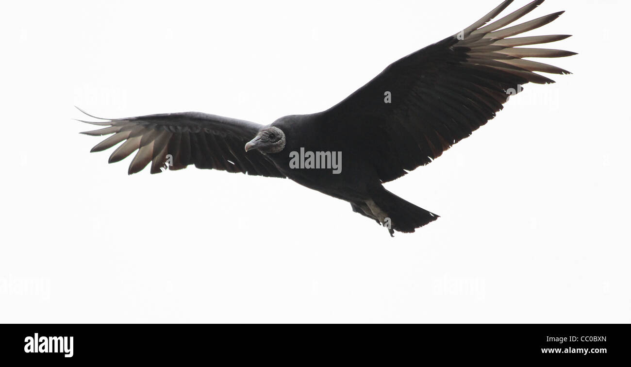 Vulture face portrait hi-res stock photography and images - Alamy