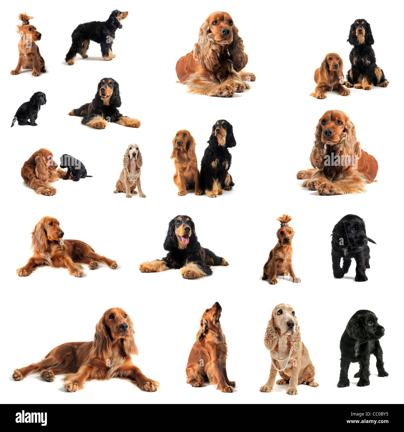 portrait of a group of purebred cocker spaniel in a studio Stock Photo ...