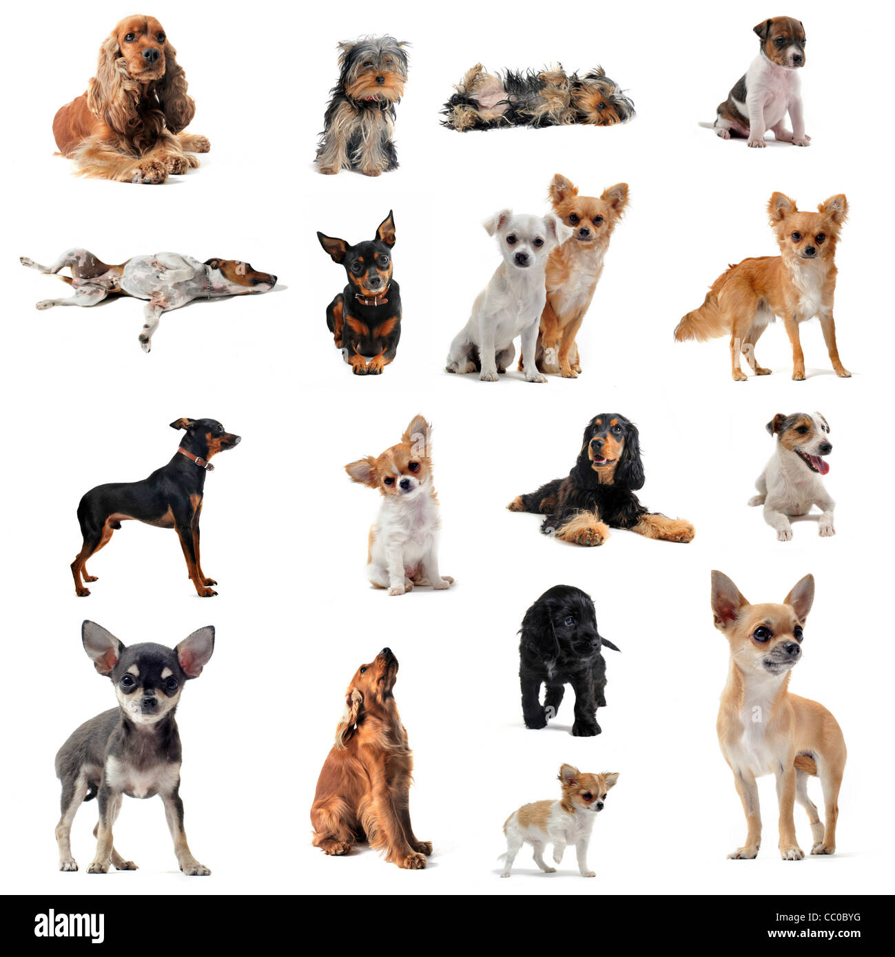 groupe of purebred little dogs in front of white background Stock Photo ...