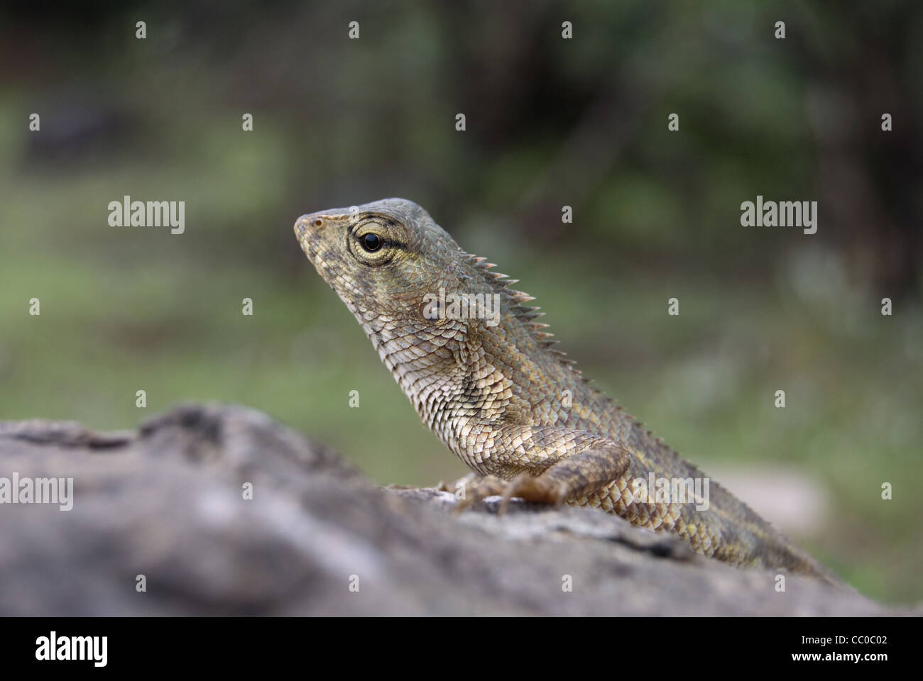 ORIENTAL GARDEN LIZARD, Calotes versicolor, Pune, Maharastra, India ...