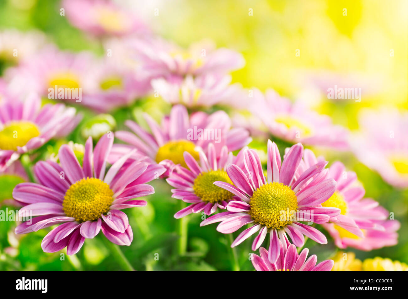 Daisies field in a morning Stock Photo - Alamy