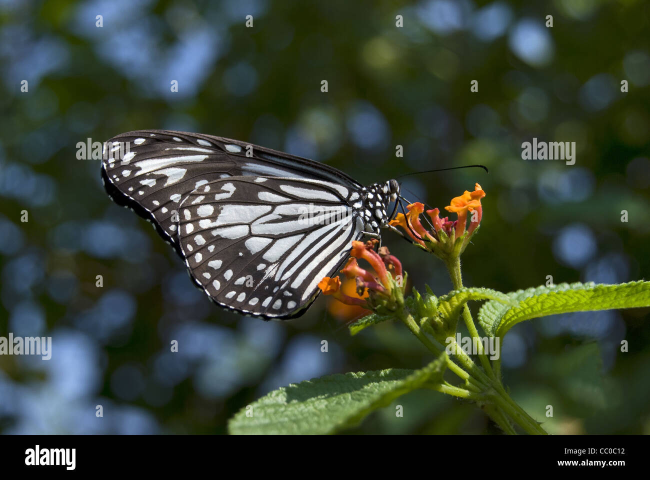 THE GLASSY TIGER Parantica aglea Stock Photo - Alamy