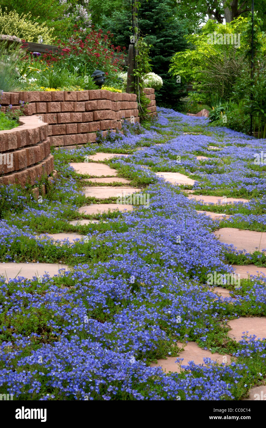 Turkish Veronica in a garden pathway Stock Photo - Alamy