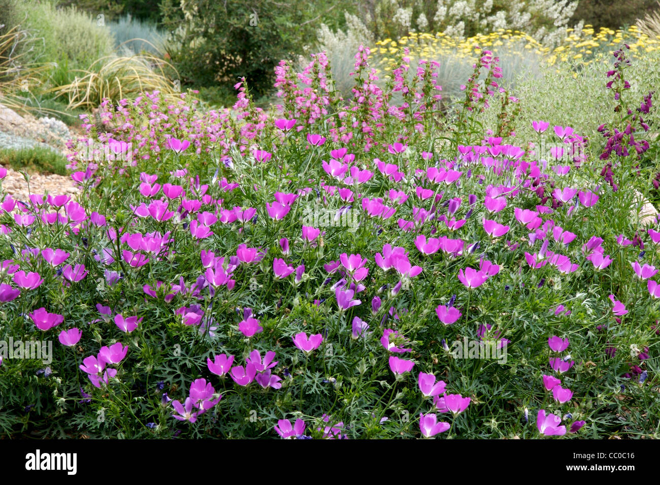Prairie Winecup and Red Rocks Penstemon make a great summer plant ...