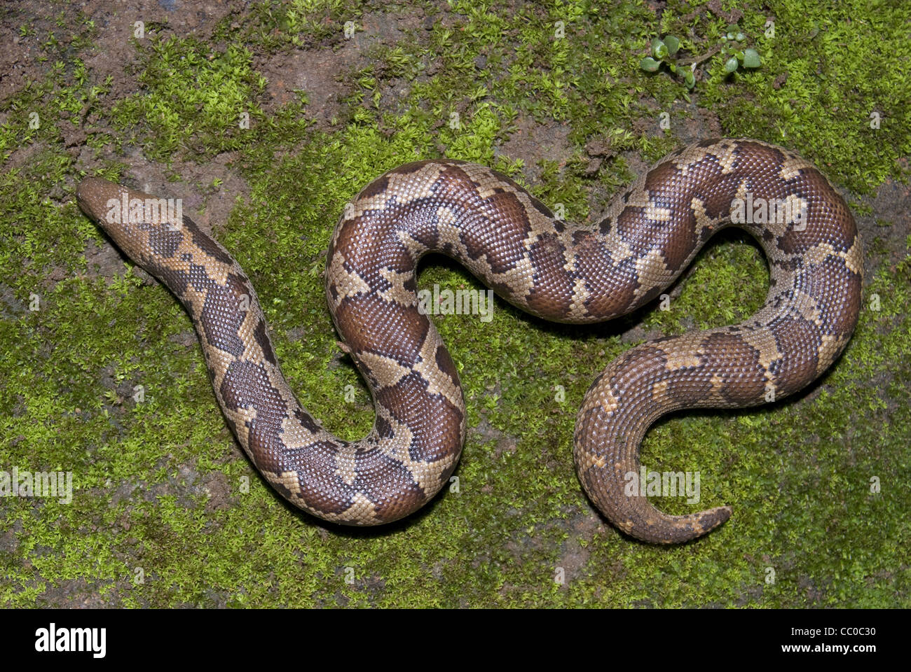 COMMON SAND BOA. Gongylophis conicus. non venomous, common Stock Photo ...