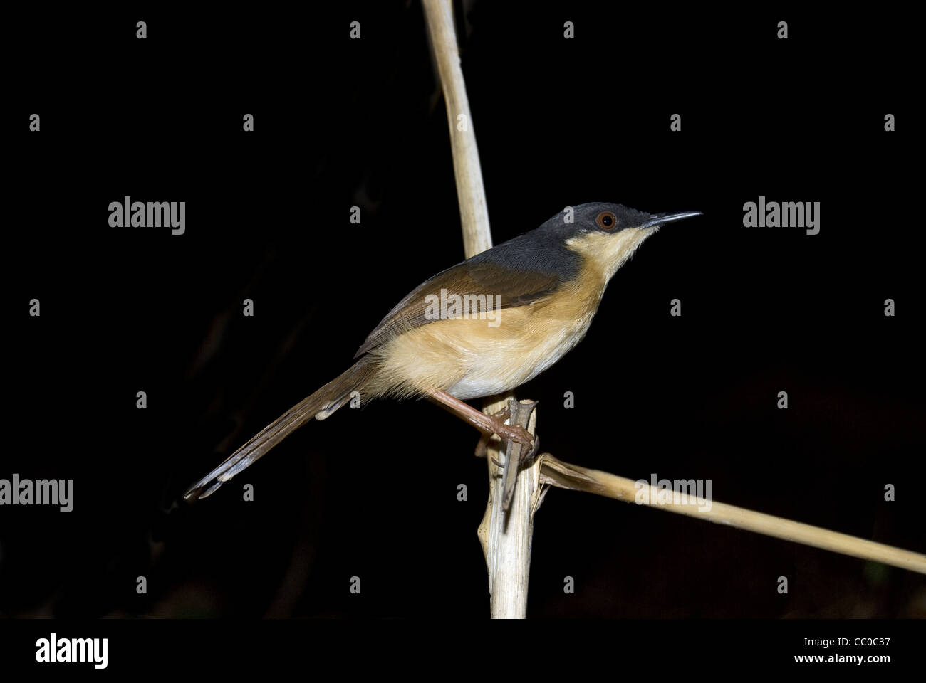 Ashy wren warbler perching hi-res stock photography and images - Alamy