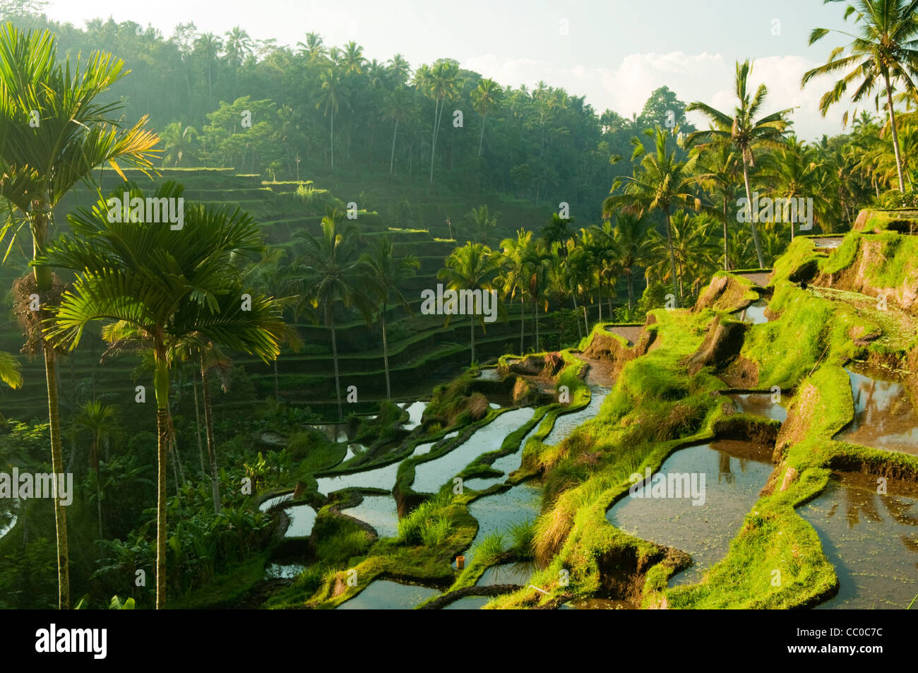 Terrace rice fields in morning sunrise, Bali, Indonesia Stock Photo - Alamy