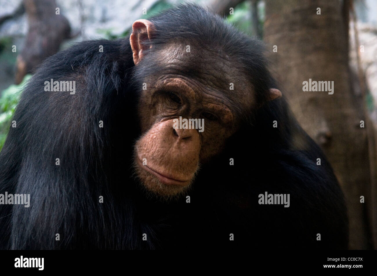 A beautiful Chimpanzee Stock Photo - Alamy