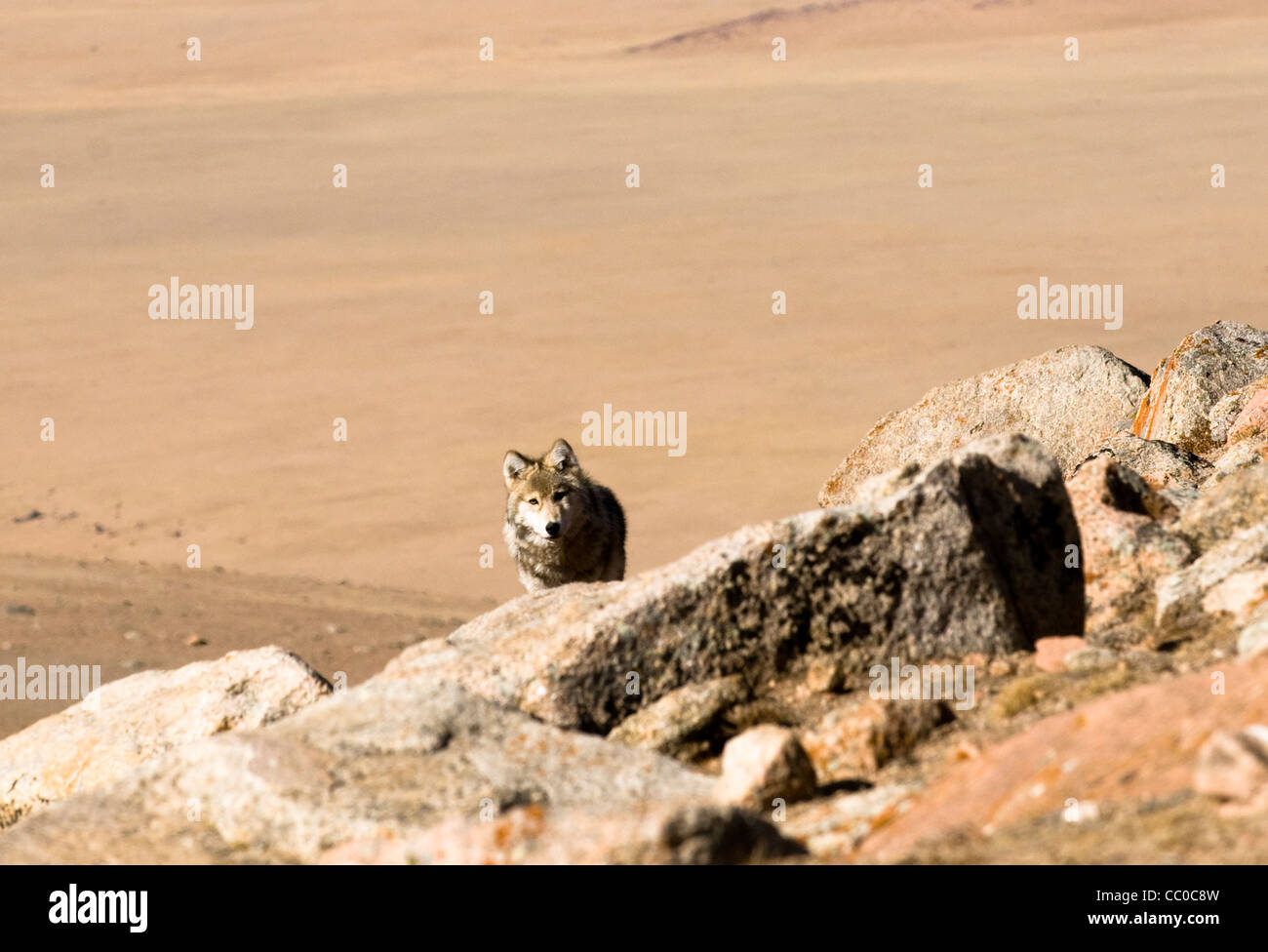 Asian wolf hi-res stock photography and images - Alamy