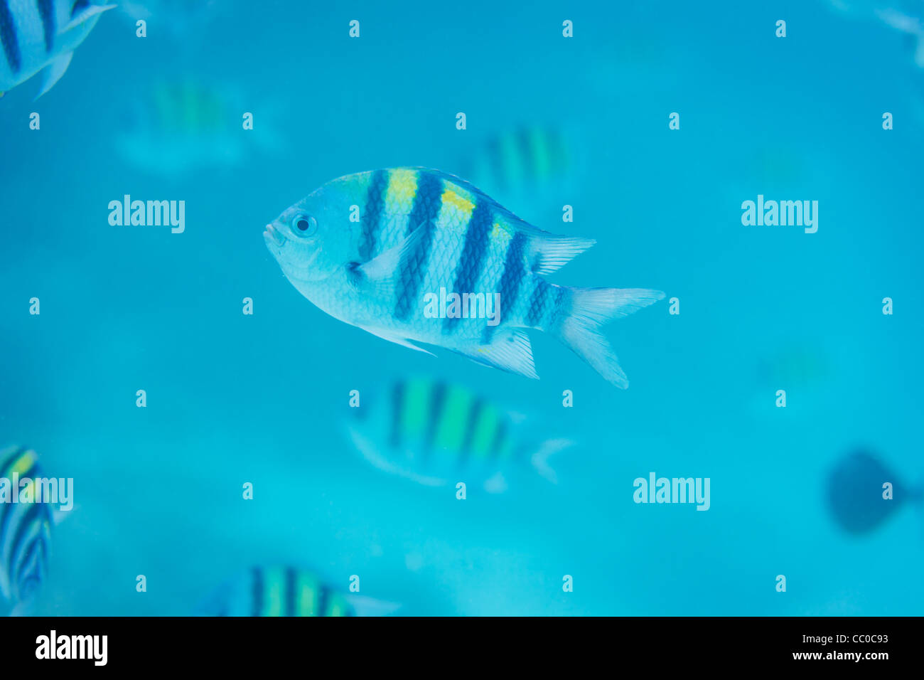 Marine sergeant school hi-res stock photography and images - Alamy