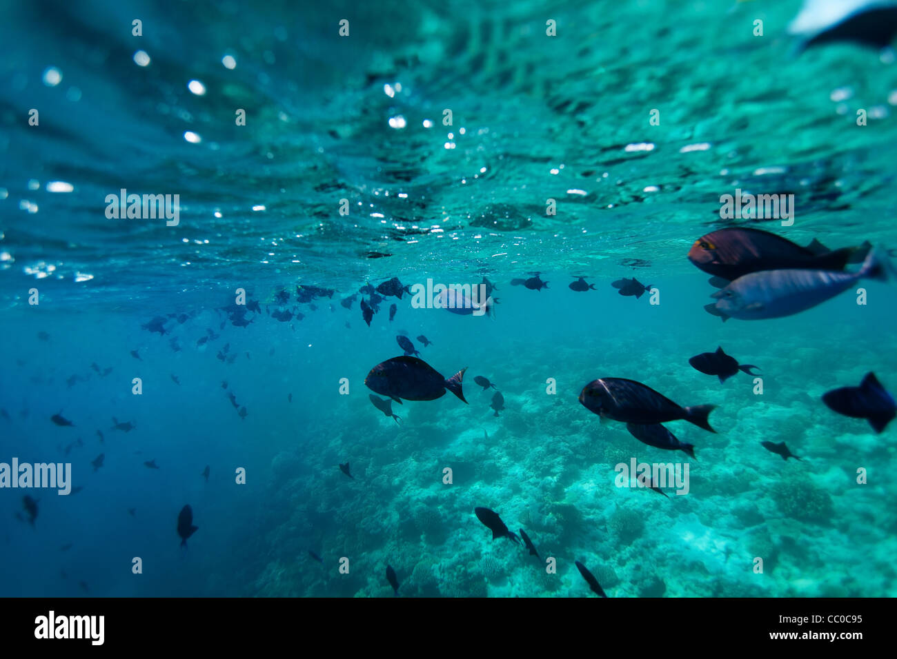 Bellow fish hi-res stock photography and images - Alamy