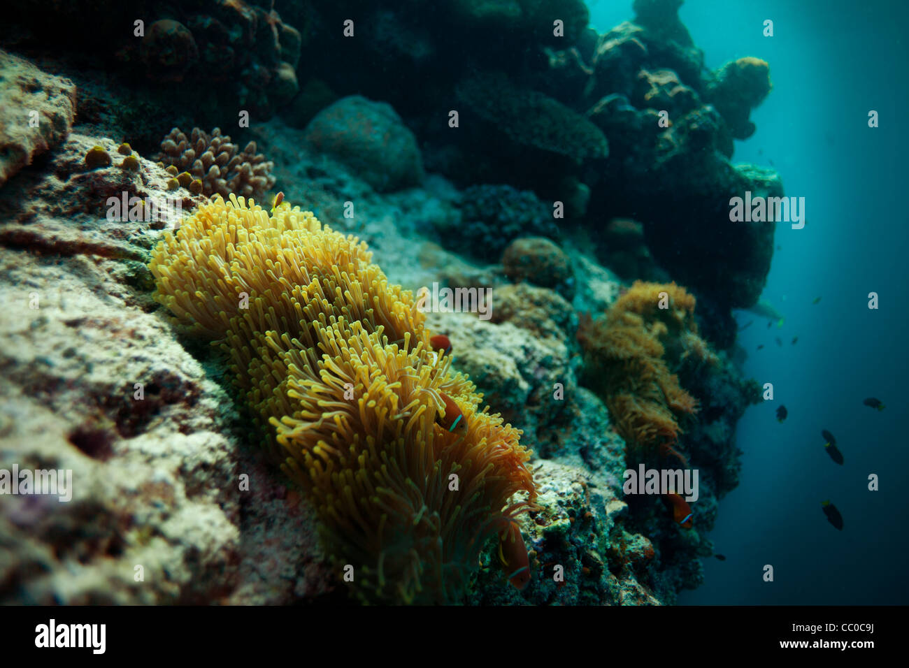 Coral reef border hi-res stock photography and images - Alamy