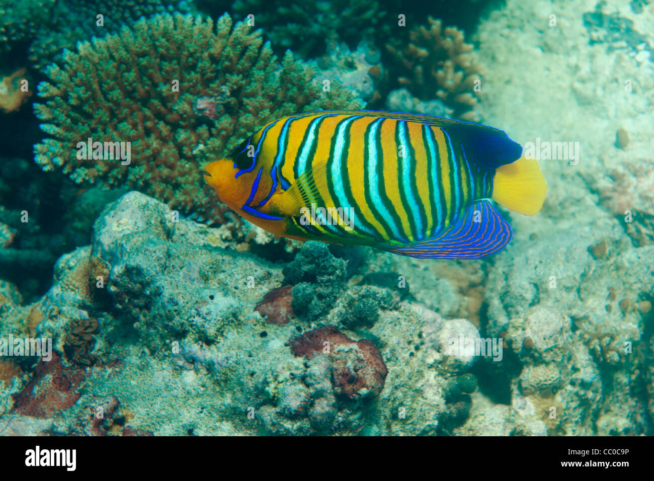 Regal angel fish swimming hi-res stock photography and images - Alamy