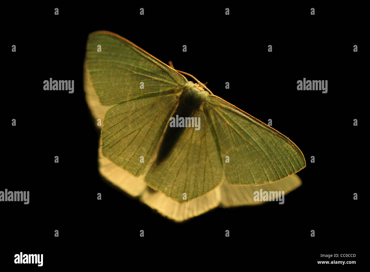 Moth butterfly hi-res stock photography and images - Alamy