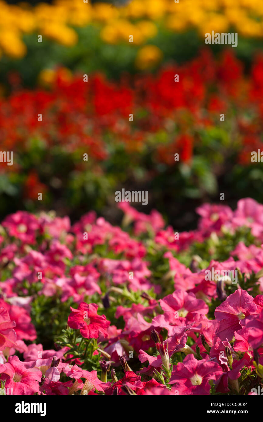 Layer of flowers hi-res stock photography and images - Alamy