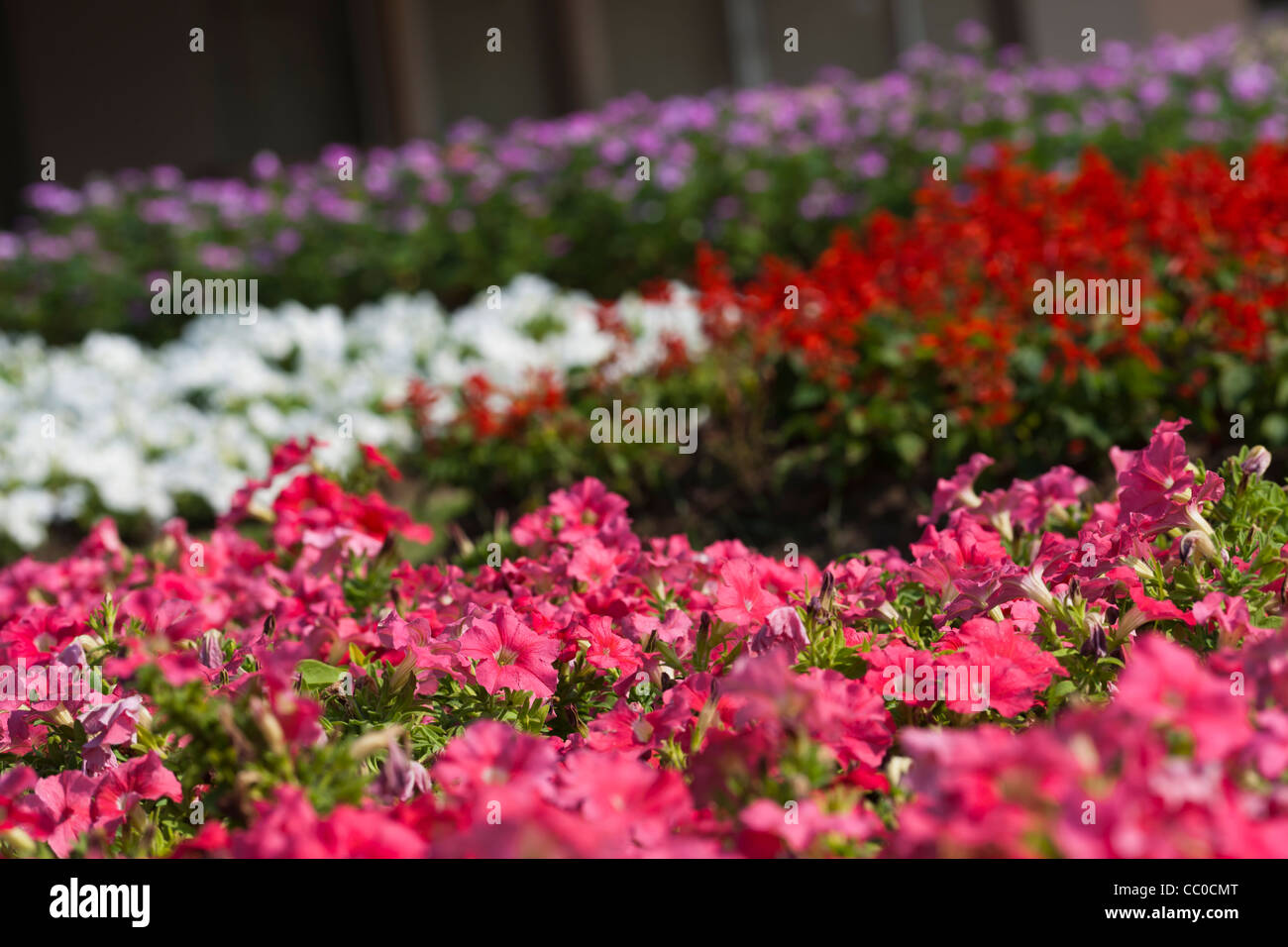 Layer of flowers hi-res stock photography and images - Alamy