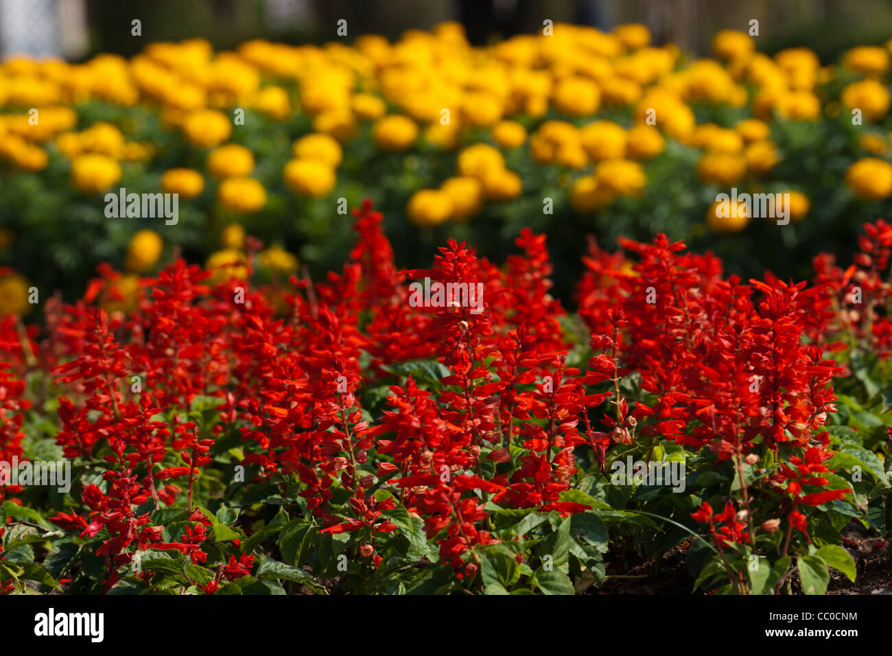 Layer of flowers hi-res stock photography and images - Alamy