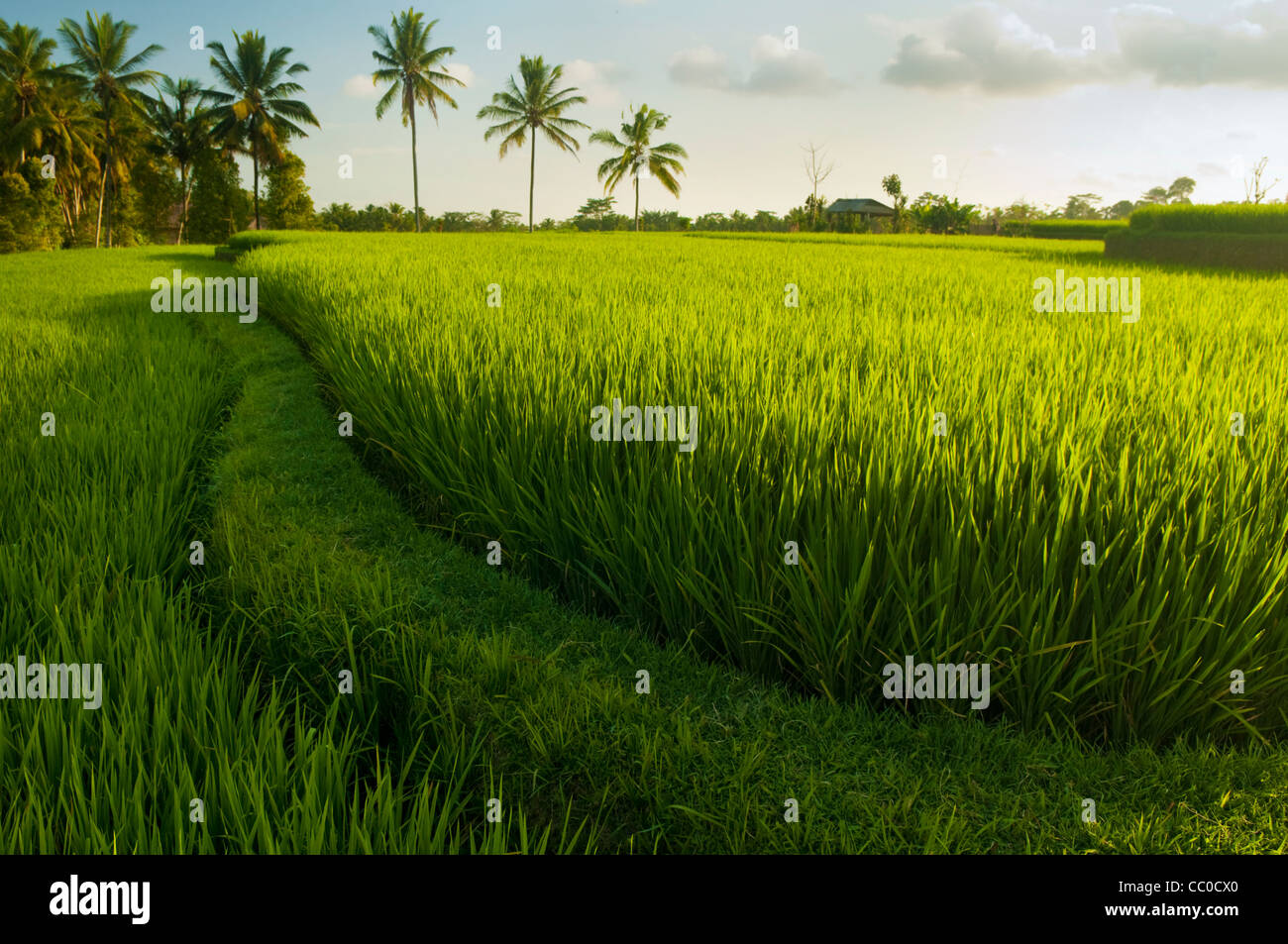 Terrace rice fields in evening sunset, Bali, Indonesia Stock Photo - Alamy