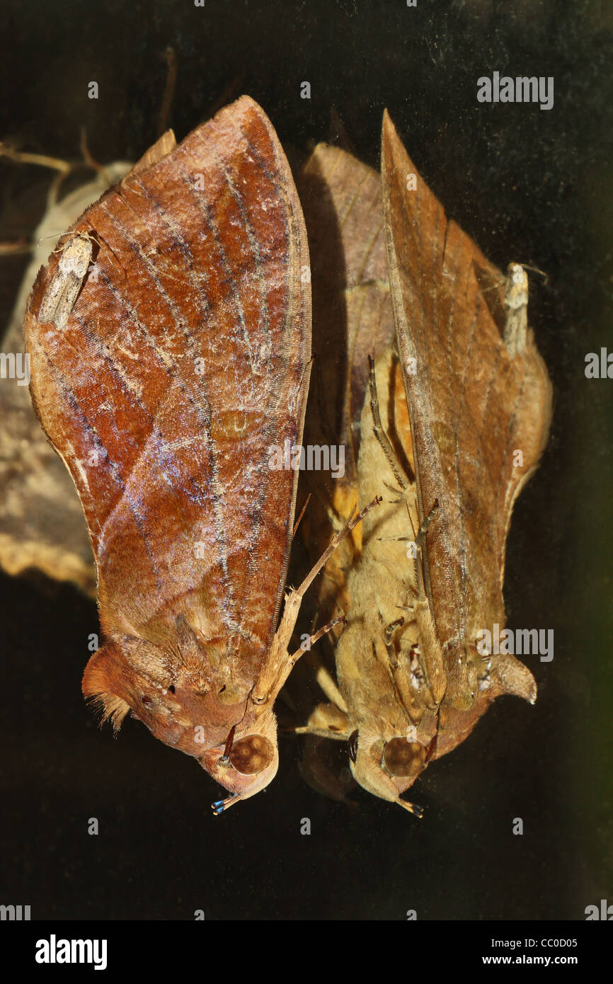 Moth photos hi-res stock photography and images - Alamy