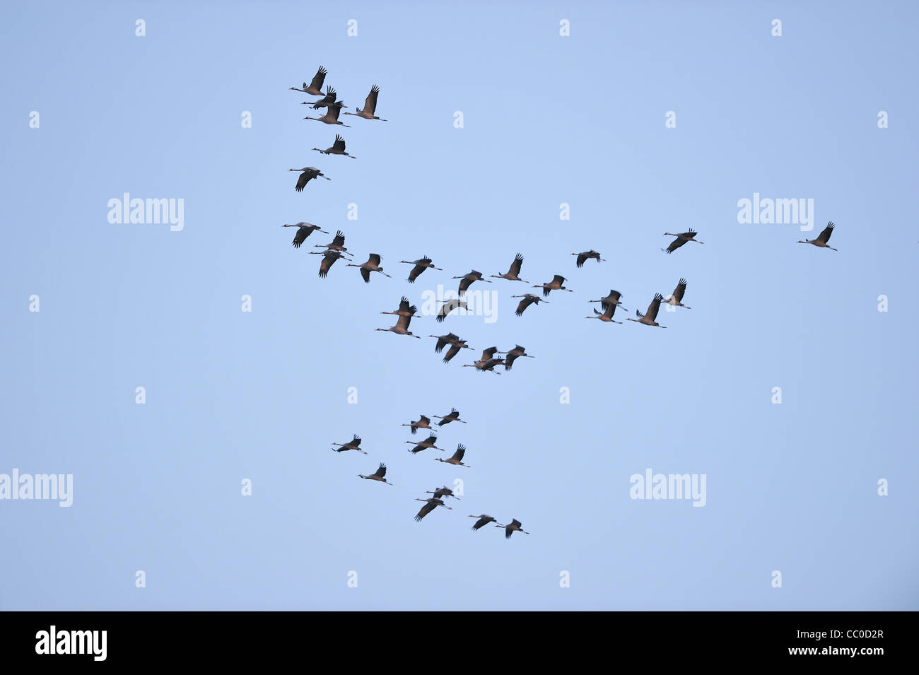 Common crane - European crane - Eurasian crane - Grey crane - Gray ...