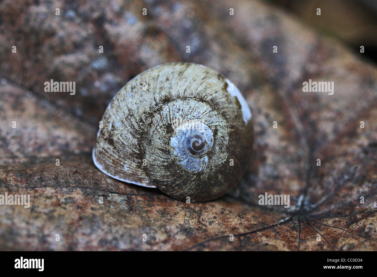 Eastern Forest Snails Stock Photo - Alamy