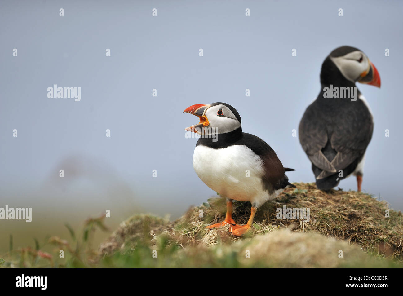 Atlantic puffin - Common puffin - Sea parrot (Fratercula arctica ...