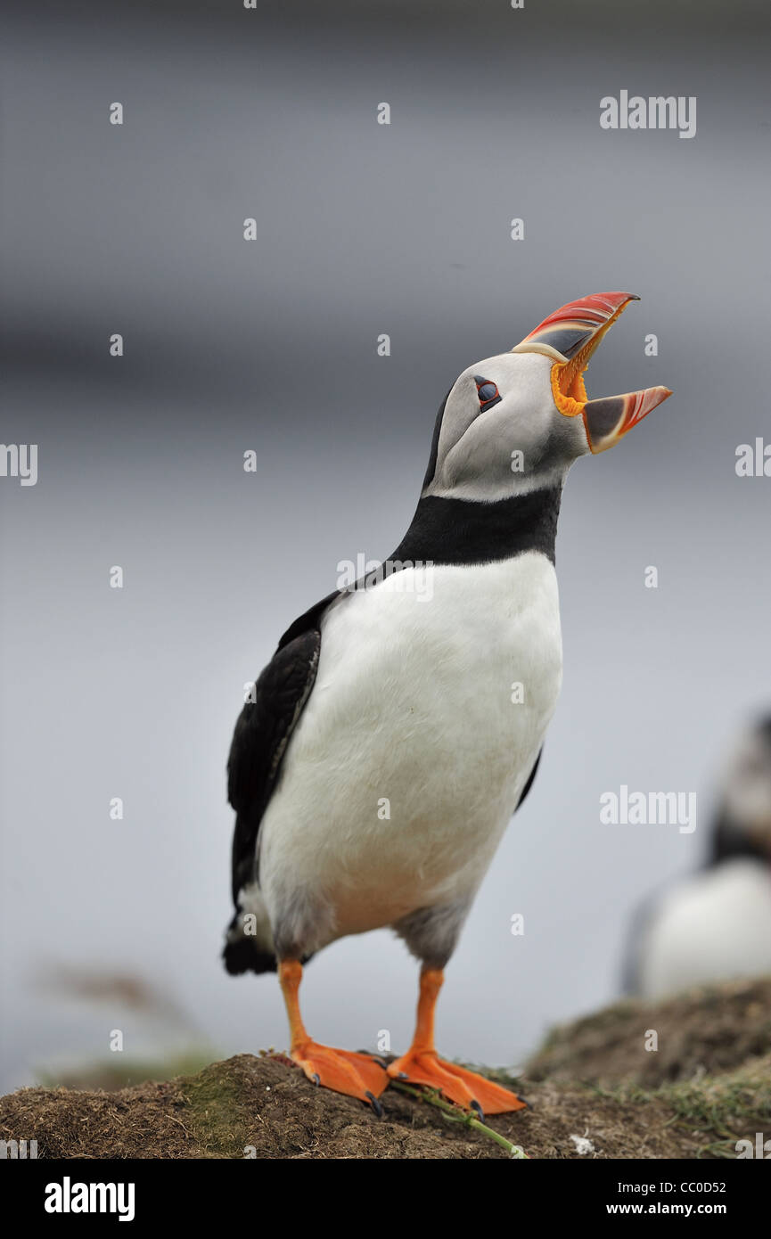 Atlantic puffin - Common puffin - Sea parrot (Fratercula arctica ...
