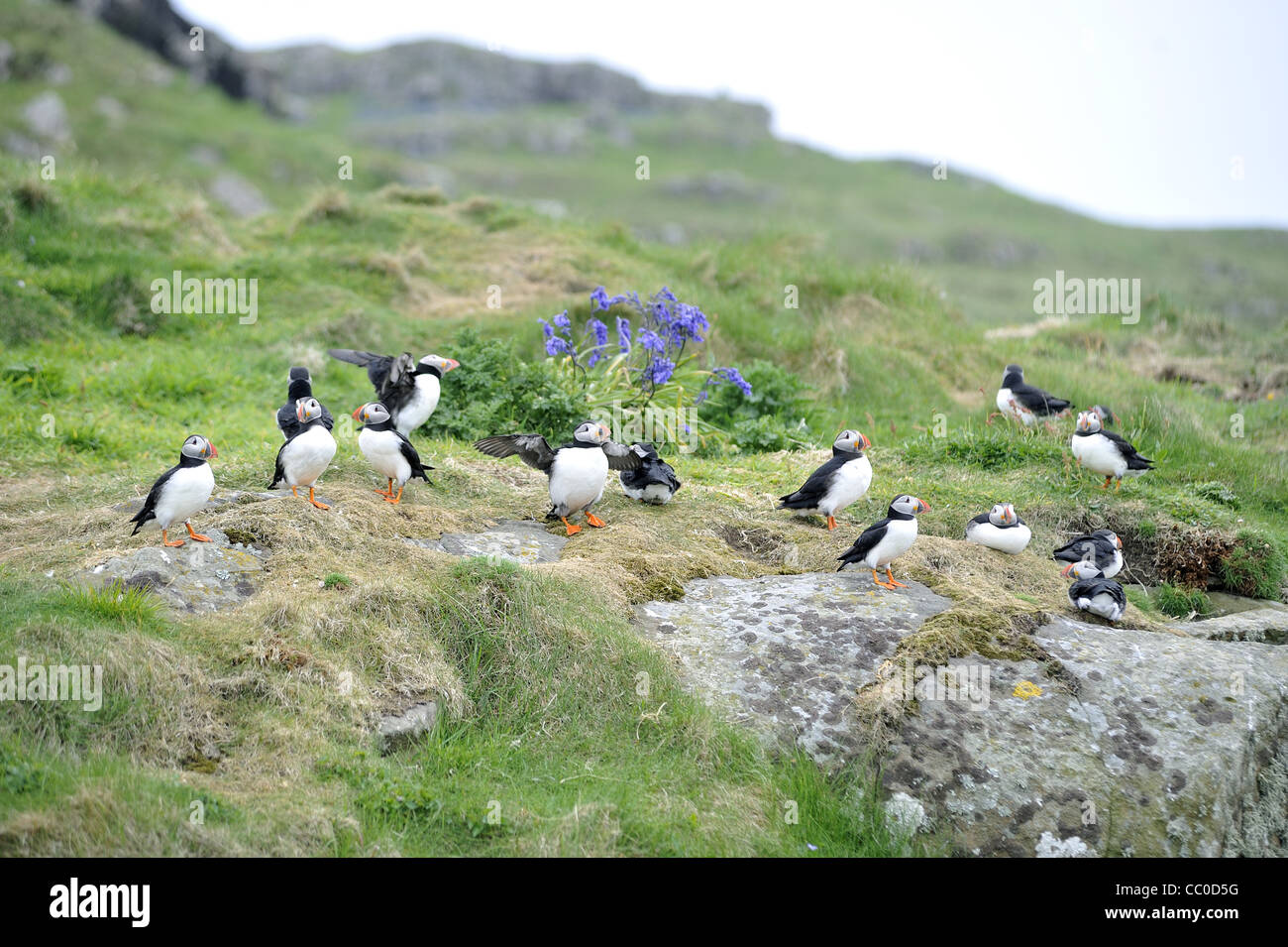Atlantic puffin - Common puffin - Sea parrot (Fratercula arctica) birds ...