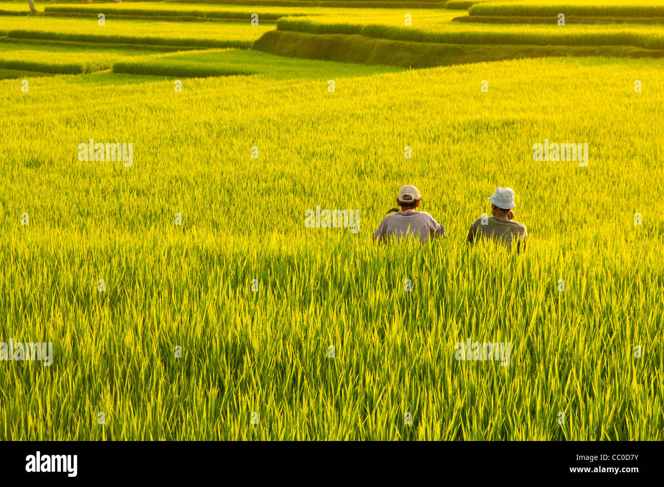 Two farmers resting between terrace rice fields in evening sunset, Bali ...