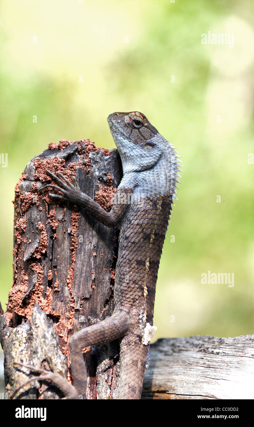 COMMON GARDEN LIZARD,, Calotes versicolor, with half shed skin Stock ...