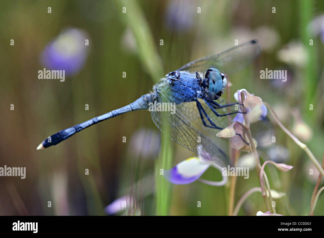 Japan mural fly hi-res stock photography and images - Alamy
