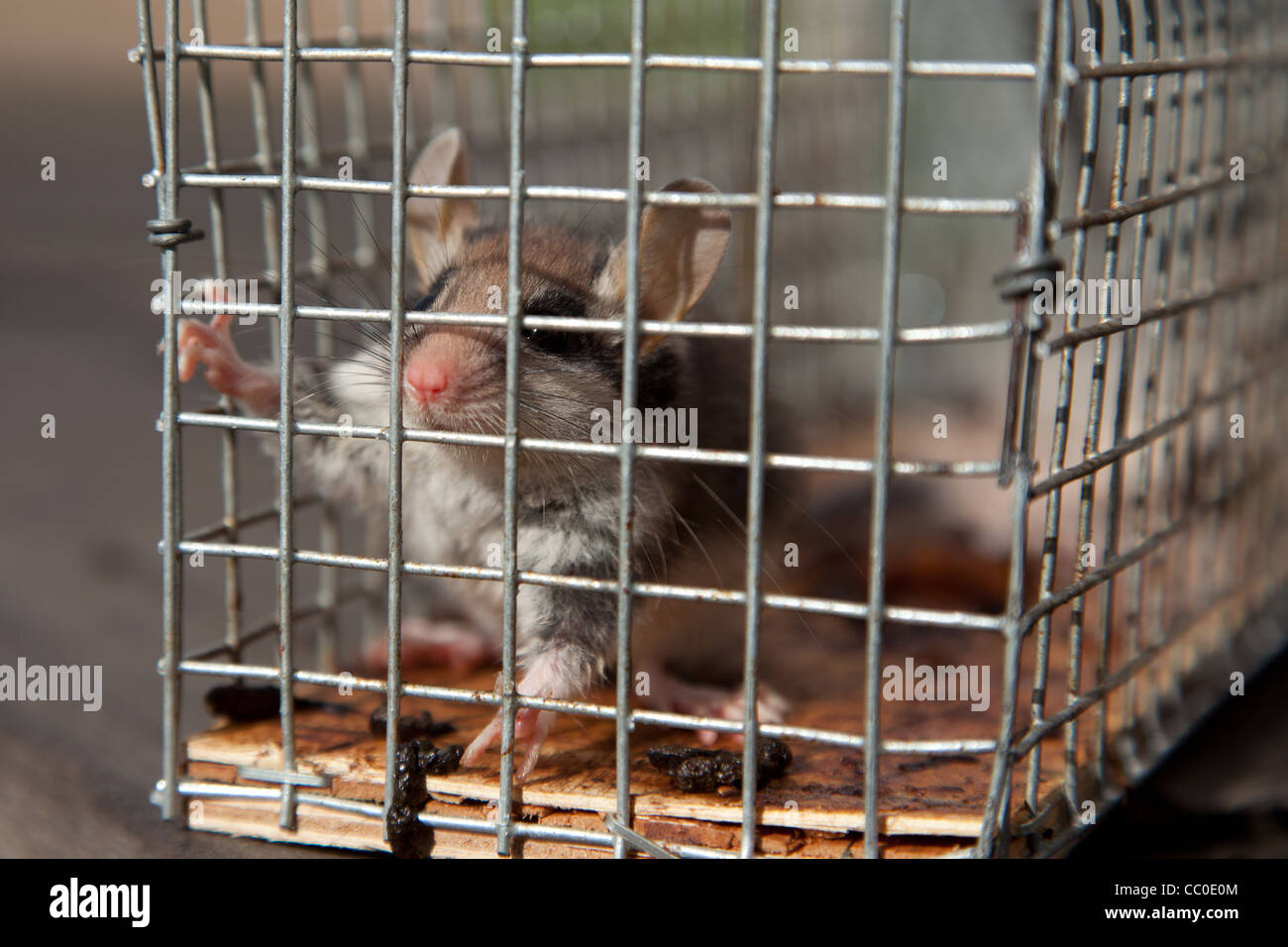 SMALL GRAY DORMOUSE CAUGHT IN A TRAP FOR SCAVENGERS Stock Photo - Alamy