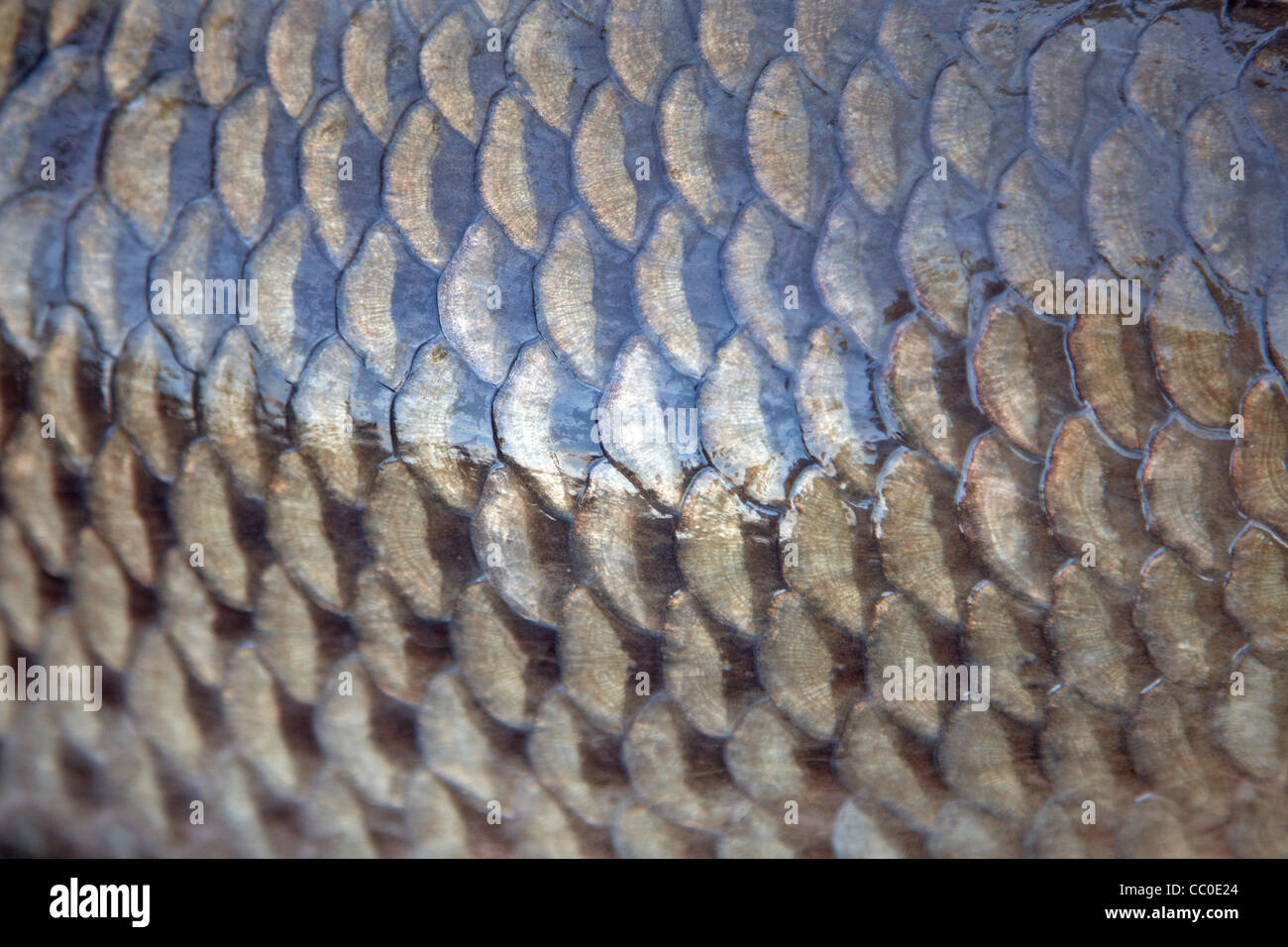 CLOSE-UP OF THE SCALES OF A COMMON CARP (CYPRINUS CARPIO), LAKE OF ...