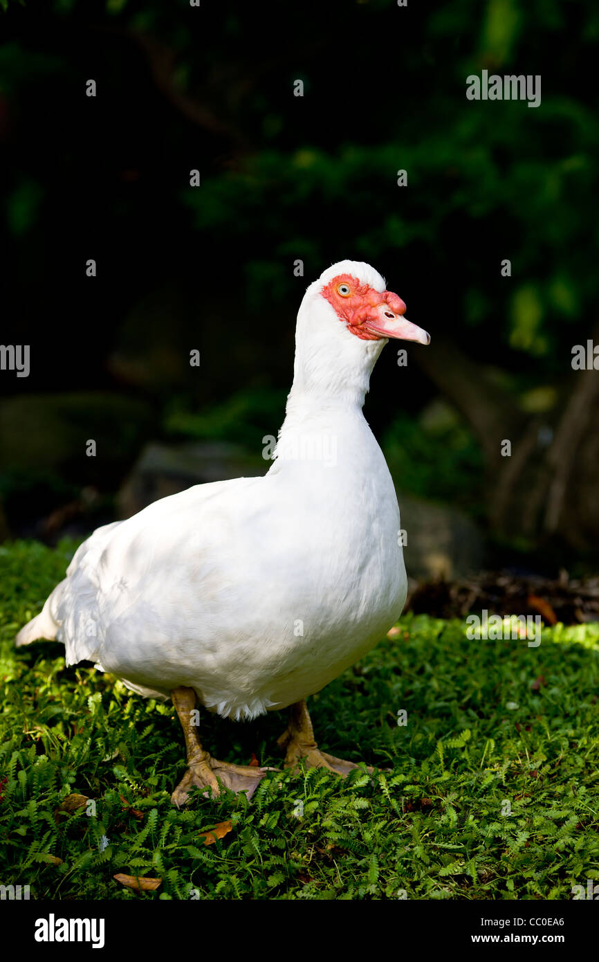 Barbary duck hi-res stock photography and images - Alamy