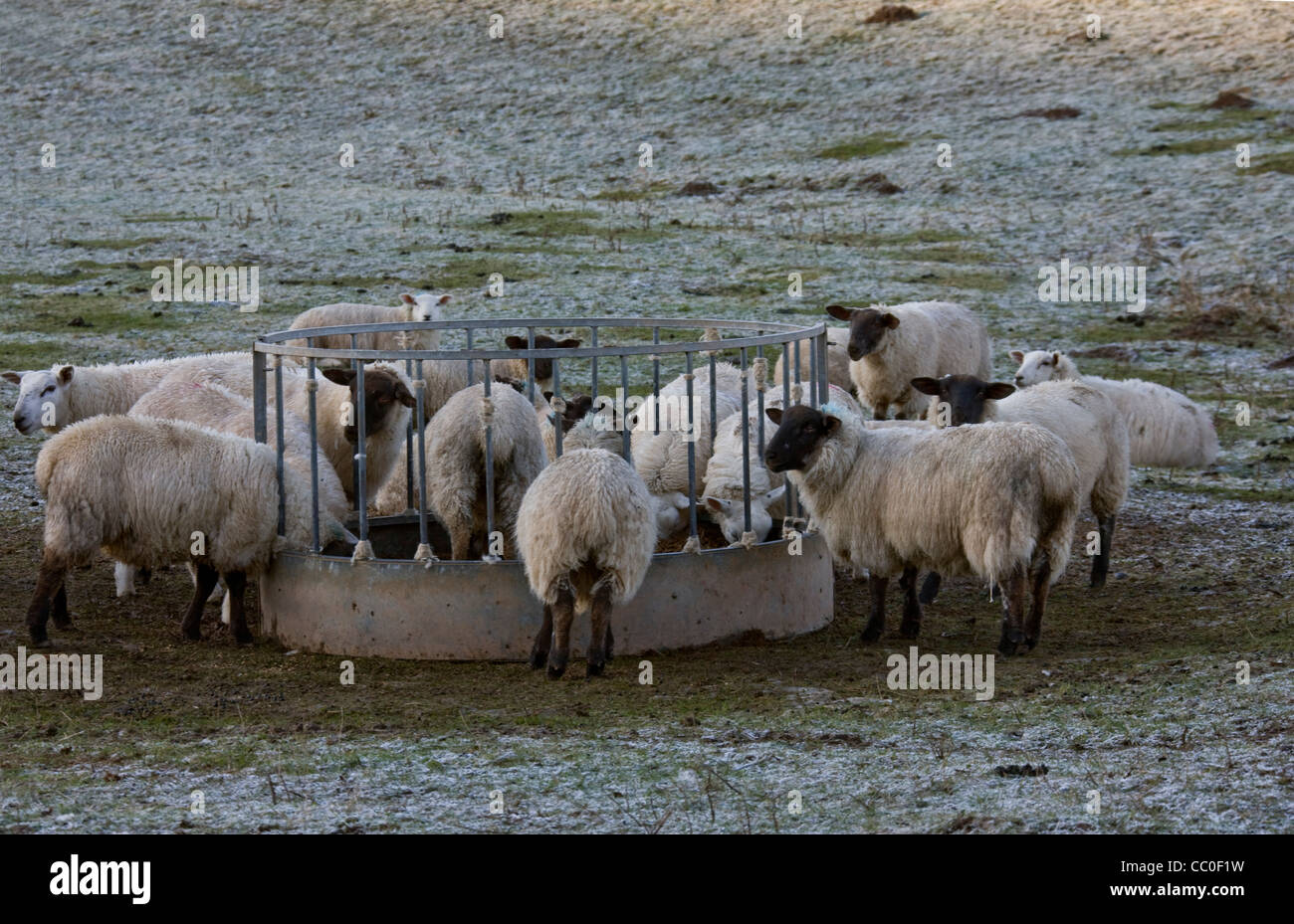Flock of sheep around feeder hi-res stock photography and images - Alamy
