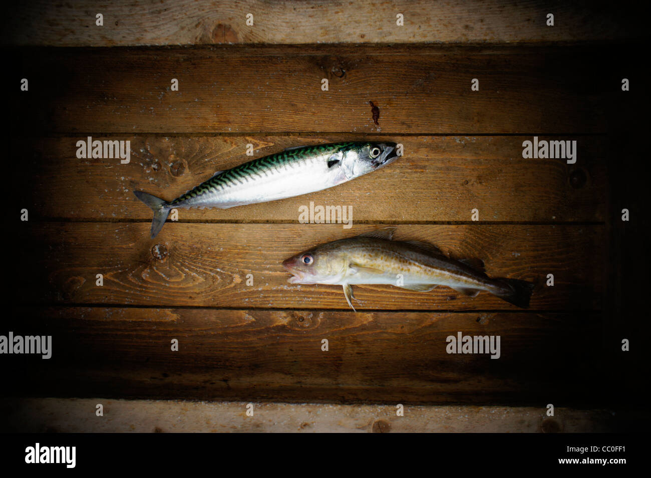 Fish on floor of boat Stock Photo - Alamy