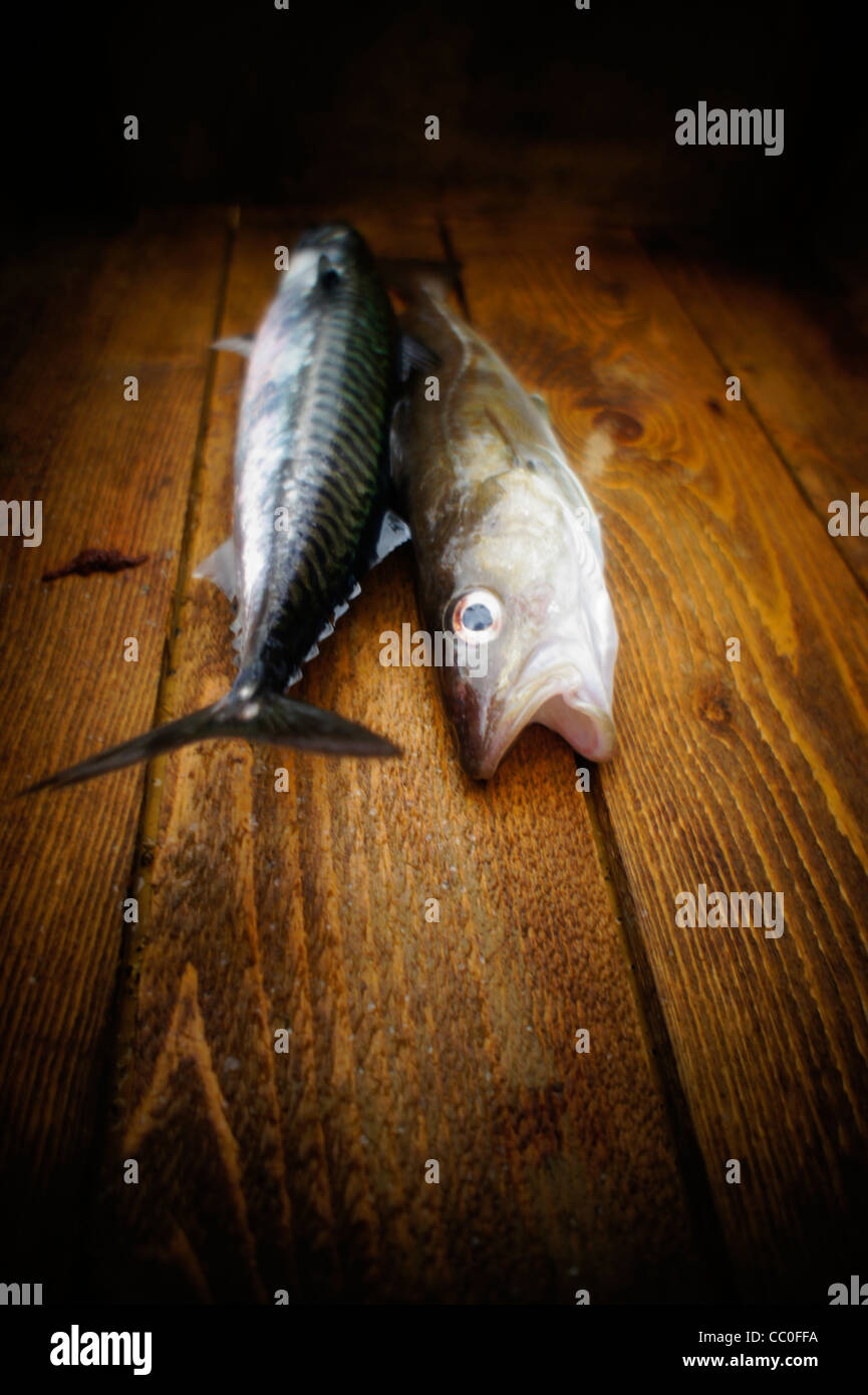 Fish on floor of boat Stock Photo - Alamy