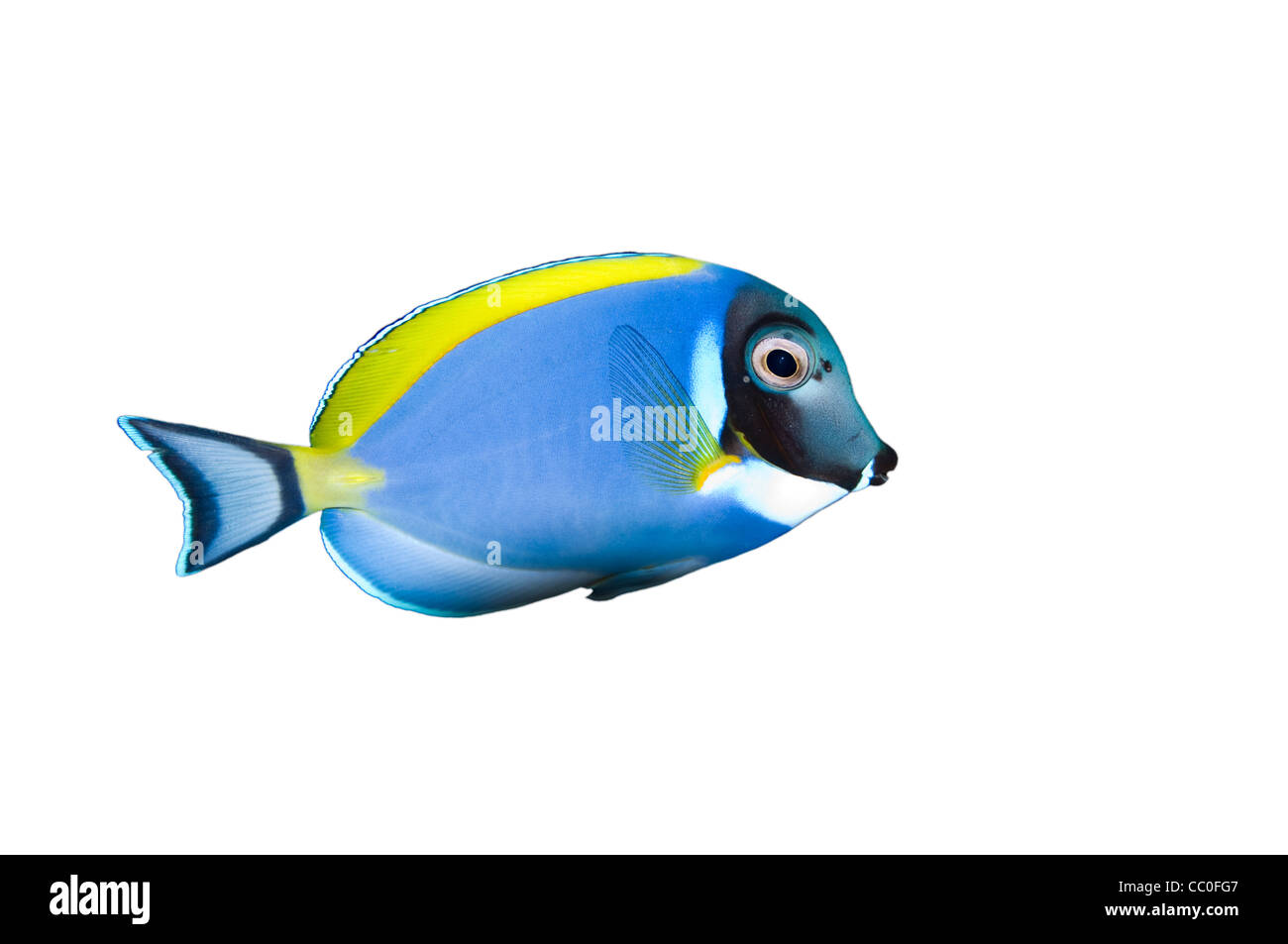 Powder blue tang fish hi-res stock photography and images - Alamy