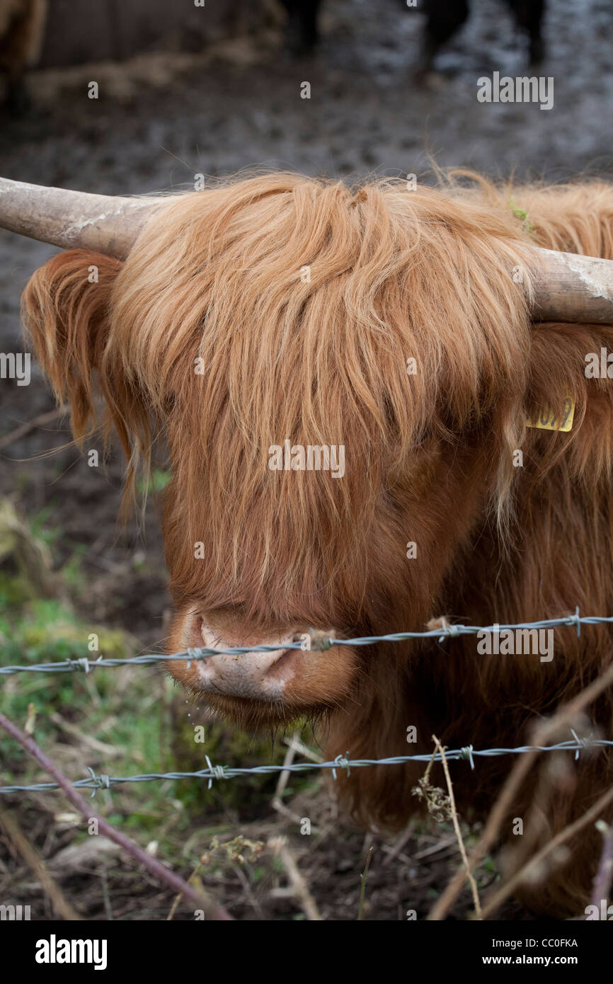 Highland cow, Scotland Stock Photo - Alamy