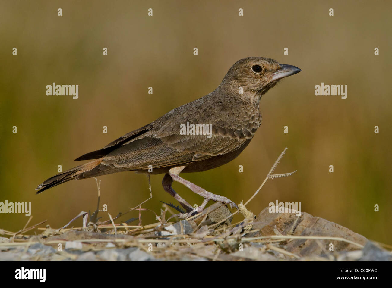 Rufous-tailed lark or Rufous-tailed Finch-Lark Stock Photo - Alamy
