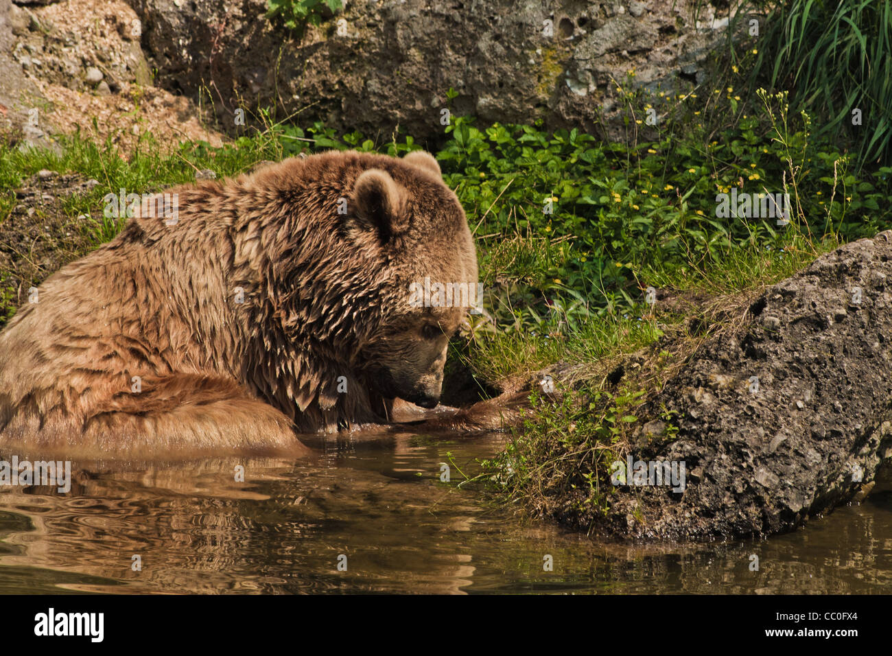 Bear portrait in Salzburg zoo in Austria Stock Photo - Alamy
