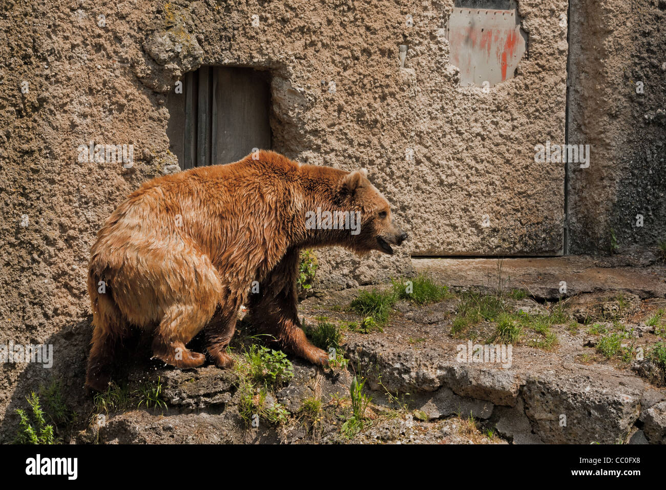 Bear portrait in Salzburg zoo in Austria Stock Photo - Alamy