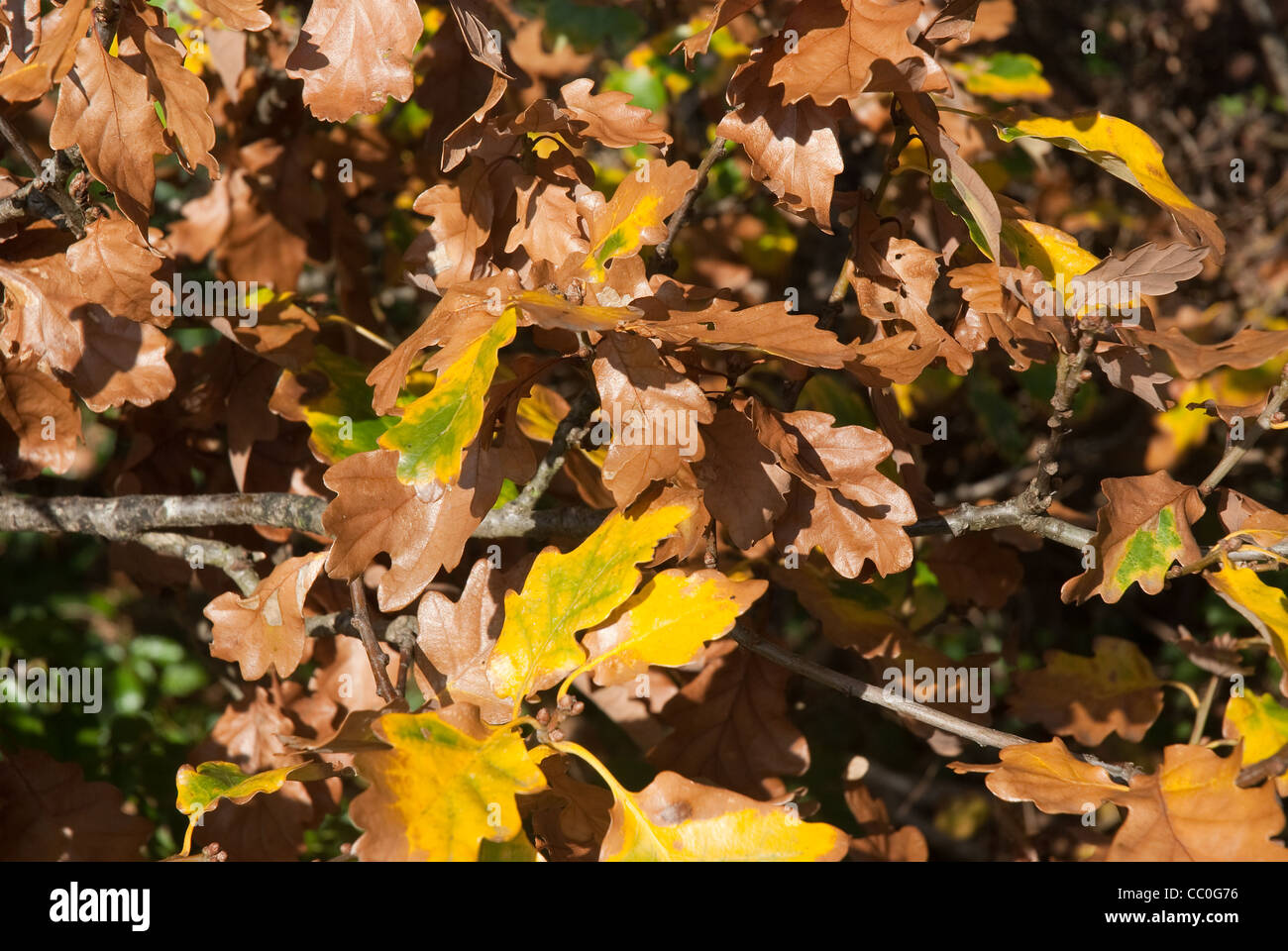 Oak leaves an branch hi-res stock photography and images - Alamy