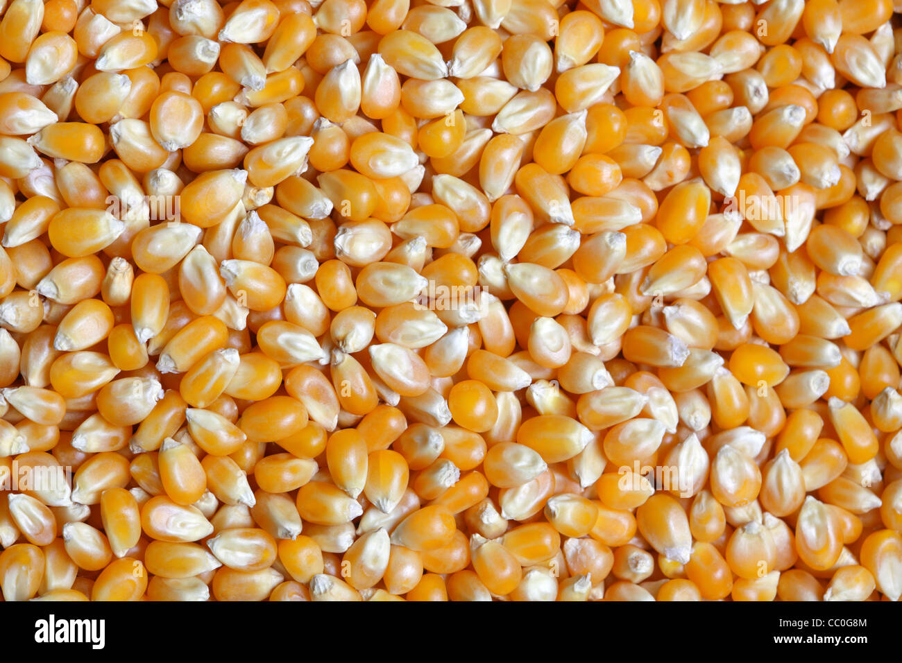 Grains of corn Stock Photo - Alamy
