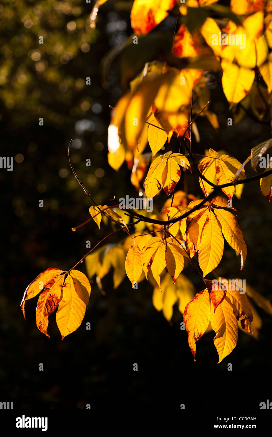 Dwarf horse leaves hi-res stock photography and images - Alamy