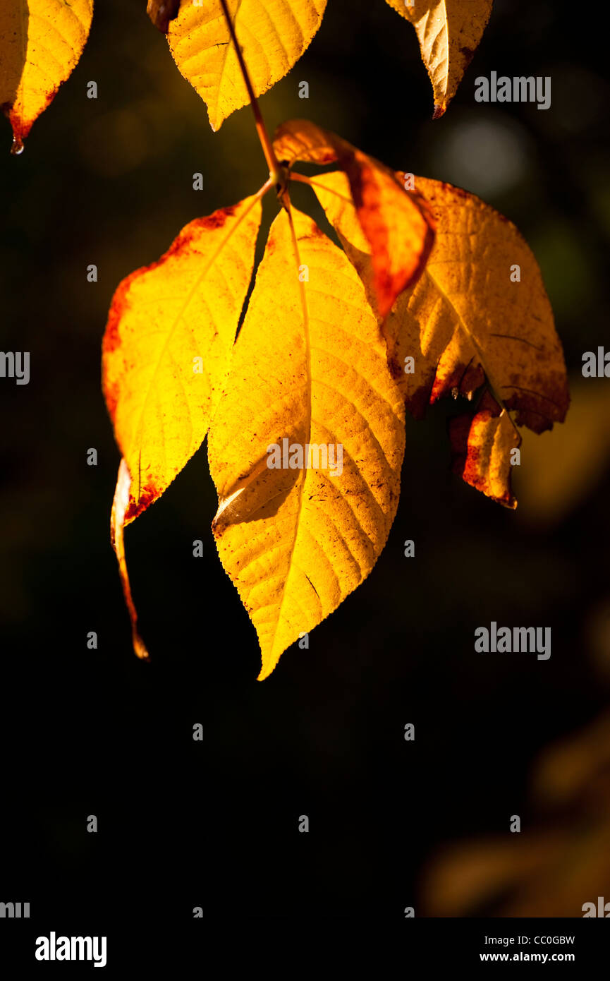 Dwarf chestnut tree hi-res stock photography and images - Alamy