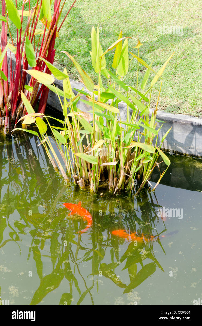 Two koi fish hi-res stock photography and images - Alamy